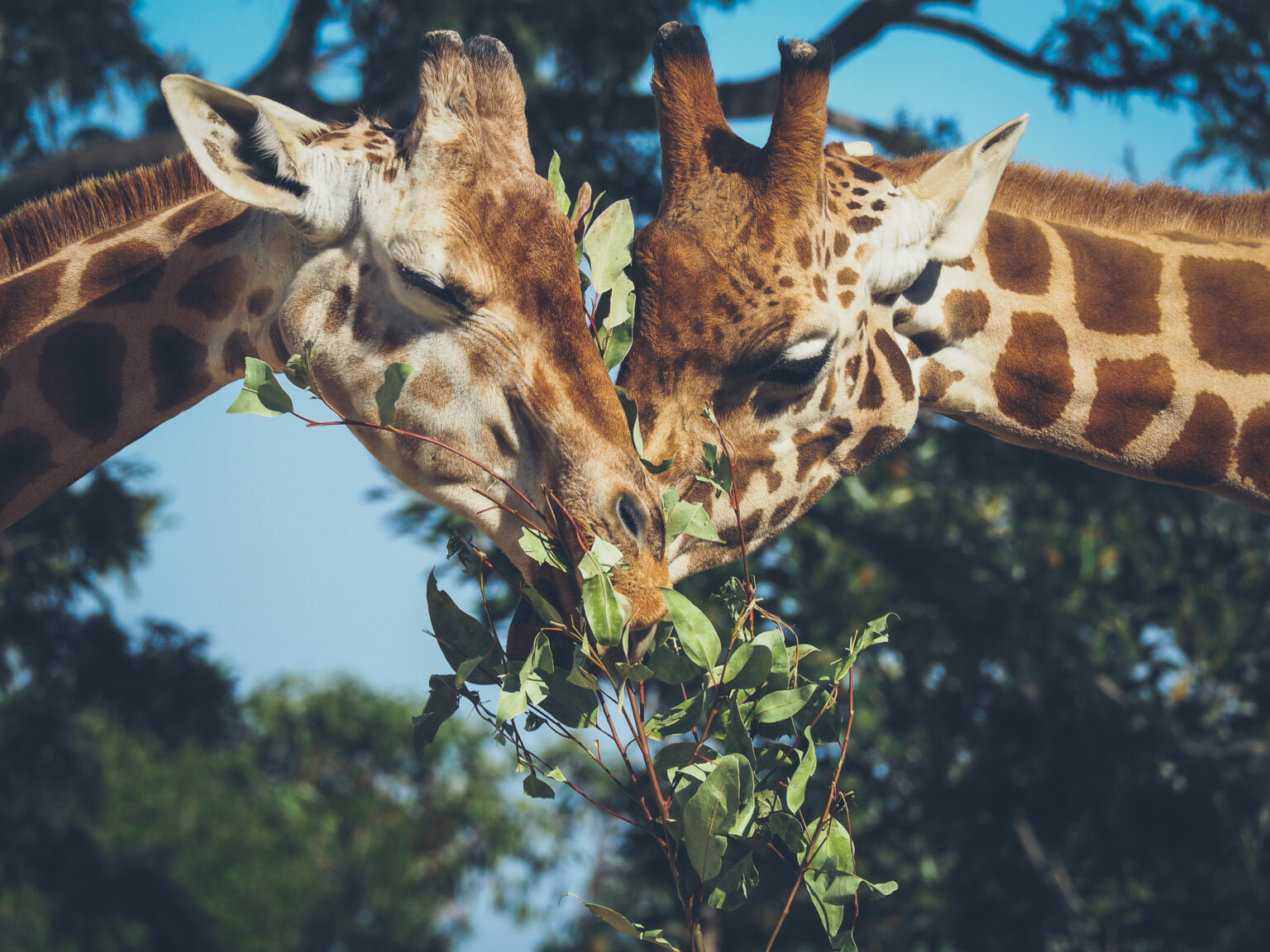 SGCH has turned 40: celebrate with us at Sydney Zoo! | SGCH