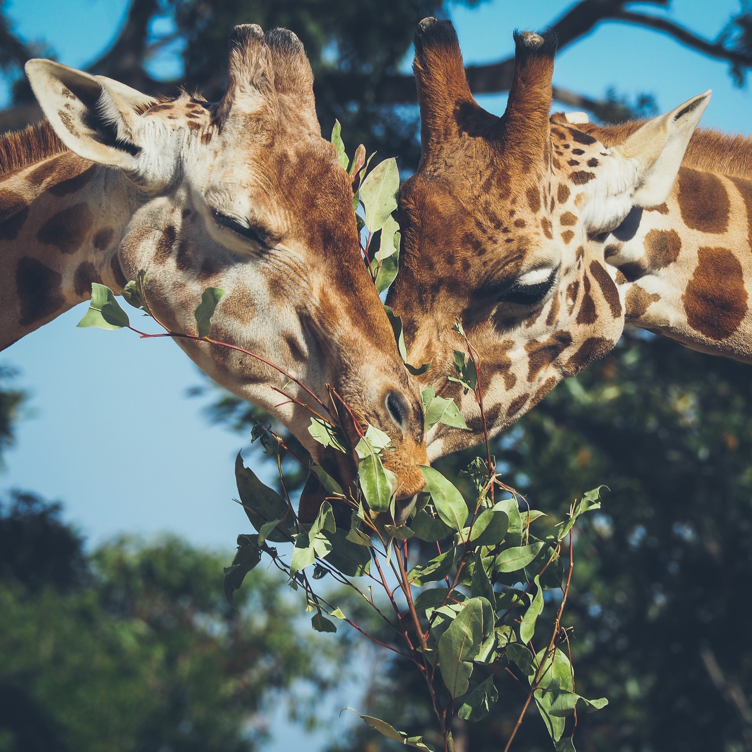 SGCH has turned 40: celebrate with us at Sydney Zoo! | SGCH